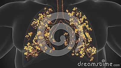 Breathing Process Occurs In Alveoli Of Lungs Stock Photography ...