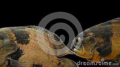 Amazon Tropical Fish - Tiger Oscar, Black Background Stock Video ...