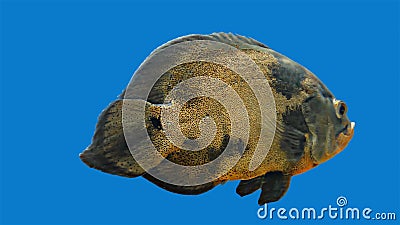 Amazon Tropical Fish - Tiger Oscar, Blue Background Stock Footage ...