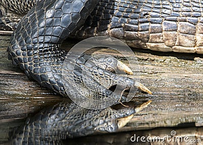 American Alligator Anatomy Profile Showing Webbed Foot With Scales And ...