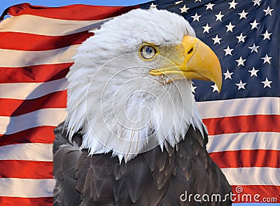 American Bald Eagle On American Flag Royalty Free Stock Photo - Image ...