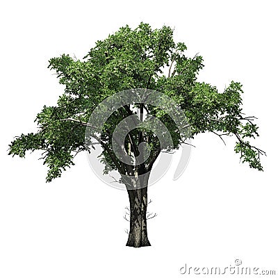 American Elm Tree Royalty-Free Cartoon | CartoonDealer.com #137575259