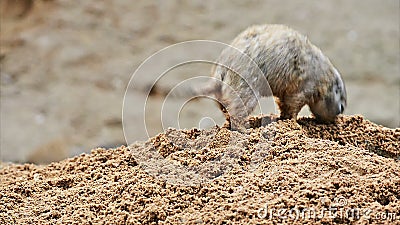American Prairie Dog Digging Stock Footage - Video of squirrel, nature ...
