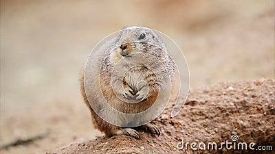 American Prairie Dog Digging Stock Footage - Video of squirrel, nature ...