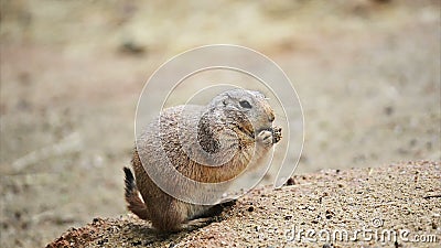 American Prairie Dog Digging Stock Footage - Video of squirrel, nature ...