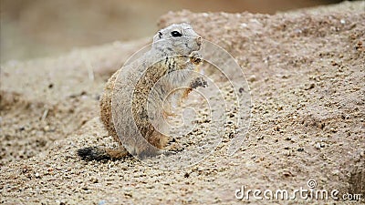 American Prairie Dog Digging Stock Footage - Video of squirrel, nature ...