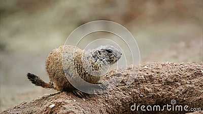 American Prairie Dog Digging Stock Footage - Video of squirrel, nature ...