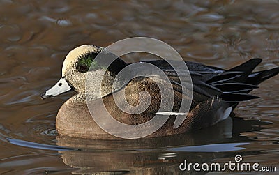 American Wigeon Duck Stock Photos - Image: 17372383