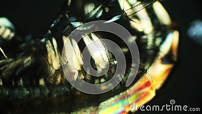 Amphipod with Gill Movements and Glowing Leg Muscles. Stock Video ...