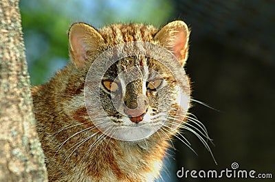 Amur Leopard Cat Royalty Free Stock Images - Image: 16014419