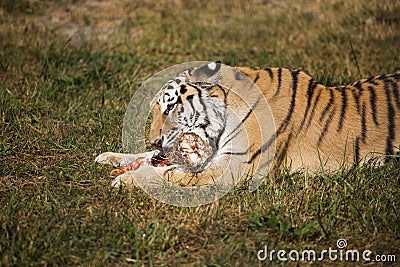 The Amur Siberian Tiger Eats Raw Meat Stock Image | CartoonDealer.com ...