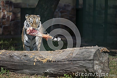 The Amur Siberian Tiger Eats Raw Meat Stock Image | CartoonDealer.com ...