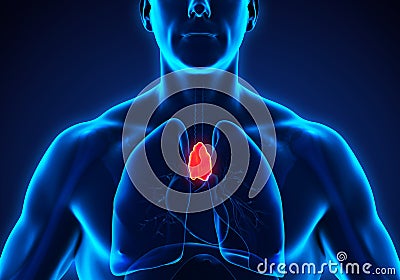 Anatomía Humana Del Timo Stock de ilustración - Imagen: 70512842