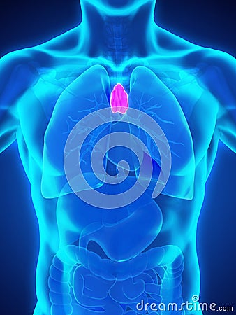 Anatomía Humana Del Timo Stock de ilustración - Imagen: 70749906