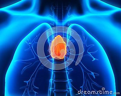 Anatomía Humana Del Timo Stock de ilustración - Imagen: 42859092
