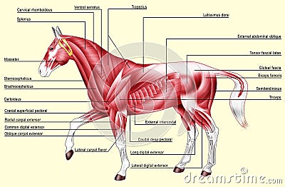Anatomia Del Cavallo - Muscoli Illustrazione di Stock - Immagine: 60849611