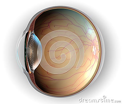 Anatomia Dell'occhio Immagine Stock - Immagine: 1637741