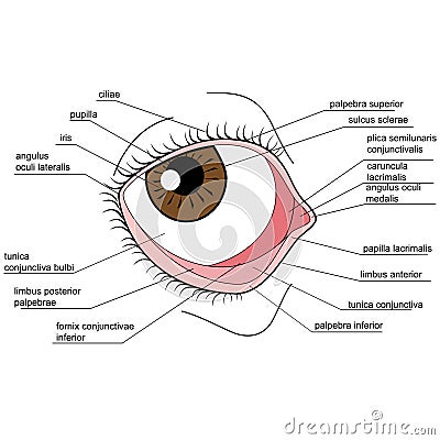 Anatomia Dell'occhio Umano Illustrazione Vettoriale - Immagine: 44972650
