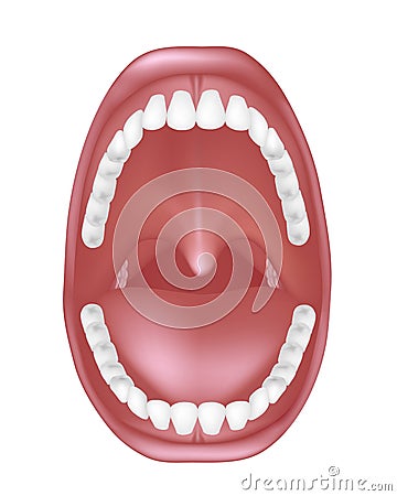 Anatomia Della Bocca Immagine Stock Libera da Diritti - Immagine: 27962906