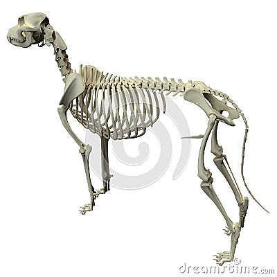 Anatomia Di Scheletro Del Cane - Anatomia Di Uno Scheletro Maschio Del ...