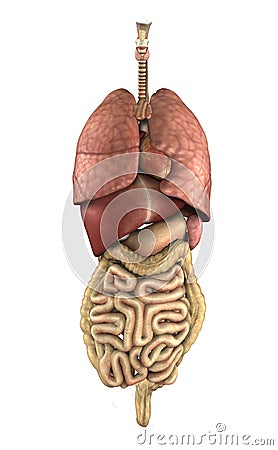 Anatomia Umana: Organi Interni Fotografie Stock - Immagine: 18053183