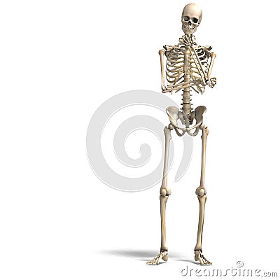 Anatomical Correct Male Skeleton Royalty-Free Stock Image ...