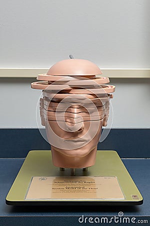 Anatomical, Cross-sectioned Human Head Model Editorial Image ...