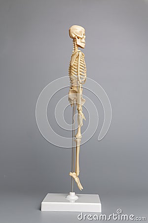 Anatomical Skeleton Model, Skeletal System Royalty-Free Stock Image ...