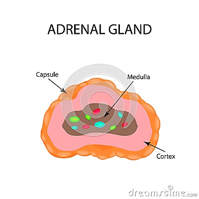 The Anatomical Structure Of The Adrenal Gland. Vector Illustration ...