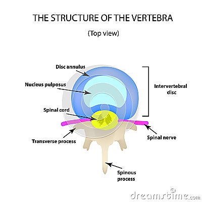 The Anatomical Structure Of The Intervertebral Disc. Top View. Spine ...