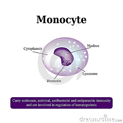 The Anatomical Structure Of Monocytes. Blood Cells. Vector Illustration ...