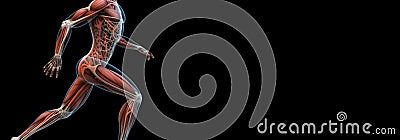 Anatomical Structure Of Muscular System Of Human Body, Dark Background ...