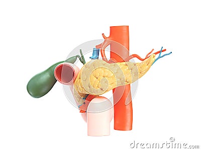 Realistic 3d Illustration Of Human Pancreas With Gallbladder, Duodenum ...