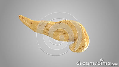 Realistic 3d Illustration of Human Pancreas Isolated on White Stock ...
