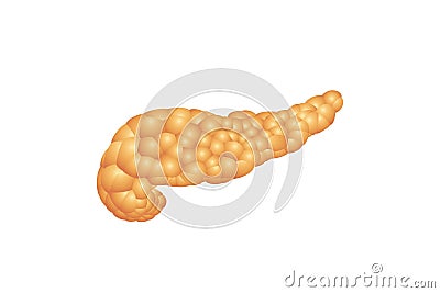 Realistic Vector Illustration Of Human Pancreas Isolated On White ...