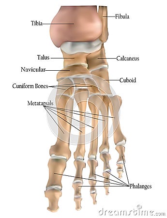 Anatomie Van De Voetbeenderen Stock Illustratie - Afbeelding: 49327265