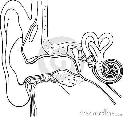 Anatomie Van Het Menselijke Oor Stock Afbeeldingen - Afbeelding: 21823874