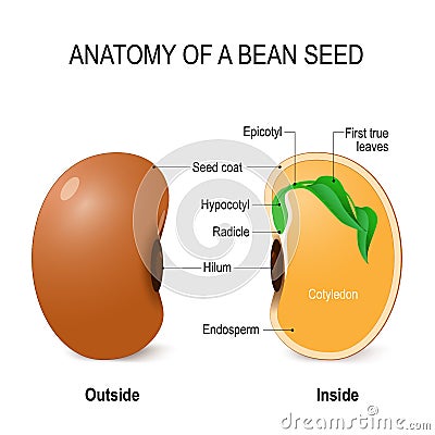 Anatomy Of A Bean Seed. Cartoon Vector | CartoonDealer.com #89452625
