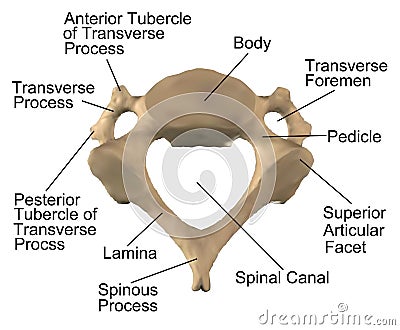 The Anatomy Of The Cervical Spine C4 Stock Illustration - Image: 64435864