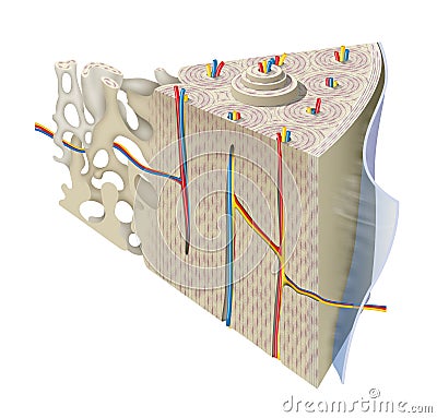 Anatomy Of Compact Bone Royalty-Free Stock Photo | CartoonDealer.com ...