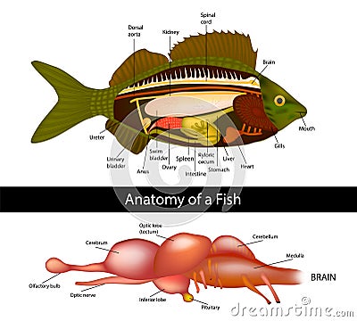 Anatomy Of A Fish Brain Of Primitive Fish. Fish Internal Organs. Vector ...