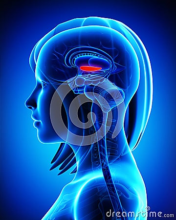 Anatomy Of Globus Pallidus In Basal Ganglia Royalty-Free Illustration ...