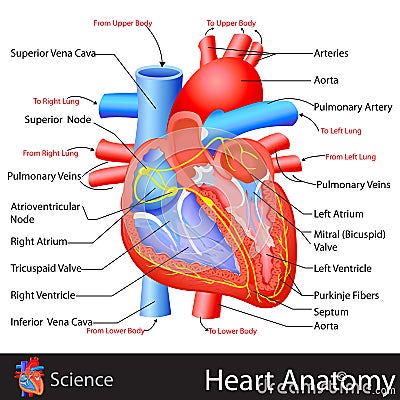 Anatomy Of Heart Stock Images - Image: 31171994