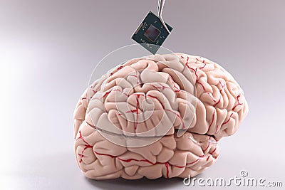 Anatomy Of Human Brain With Computer Chip Royalty-Free Stock Image ...