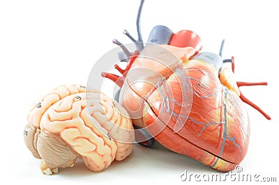 Anatomy Of Human Heart And Brain Stock Photo | CartoonDealer.com #43291690