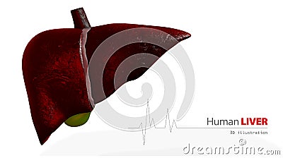 Anatomy Of Human Liver On White Background Royalty-Free Stock Image ...