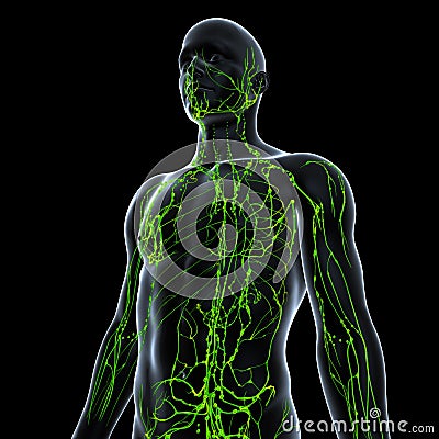 Anatomy Of Lymphatic System Royalty Free Stock Images - Image: 25931349