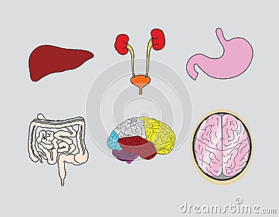 Anatomy Cartoon Vector | CartoonDealer.com #45477849
