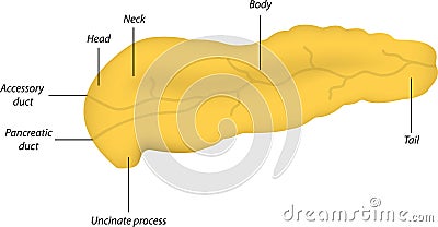 Anatomy Of The Pancreas Stock Photo - Image: 45725565