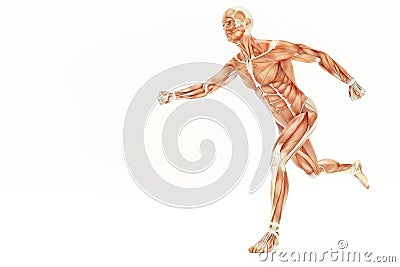 Anatomy Of Running Human Body, Muscles- 3D Rendering Royalty-Free Stock ...